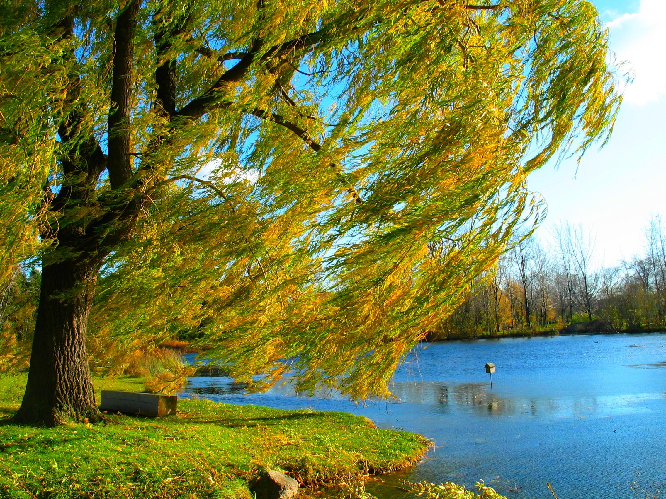 tree-planted-by-stream – Raef Chenery Ministries
